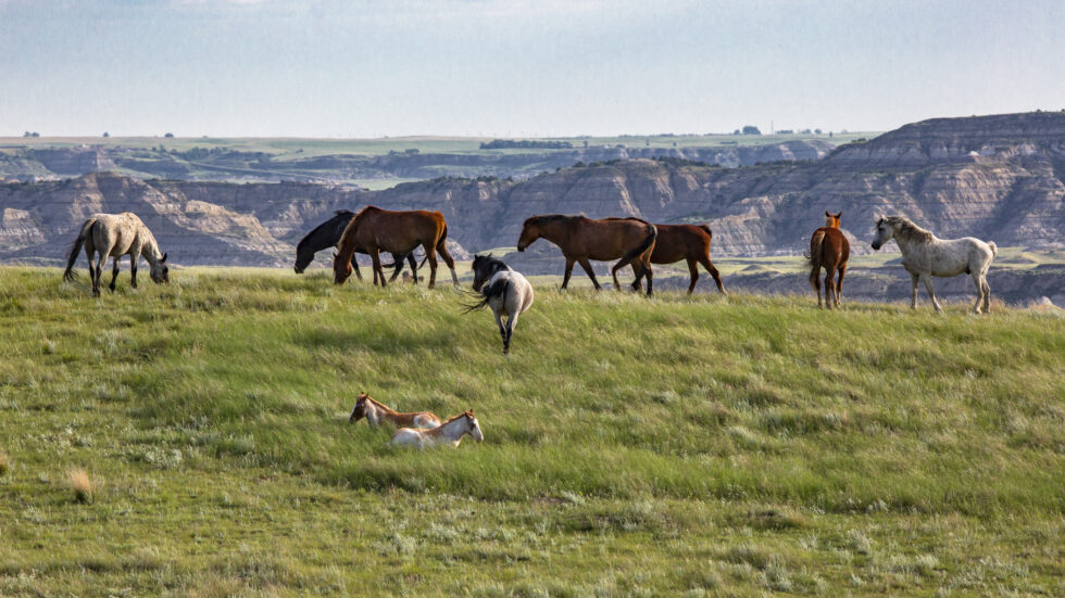 The Best National Parks to Spot Wildlife in Nature - US Park Pass